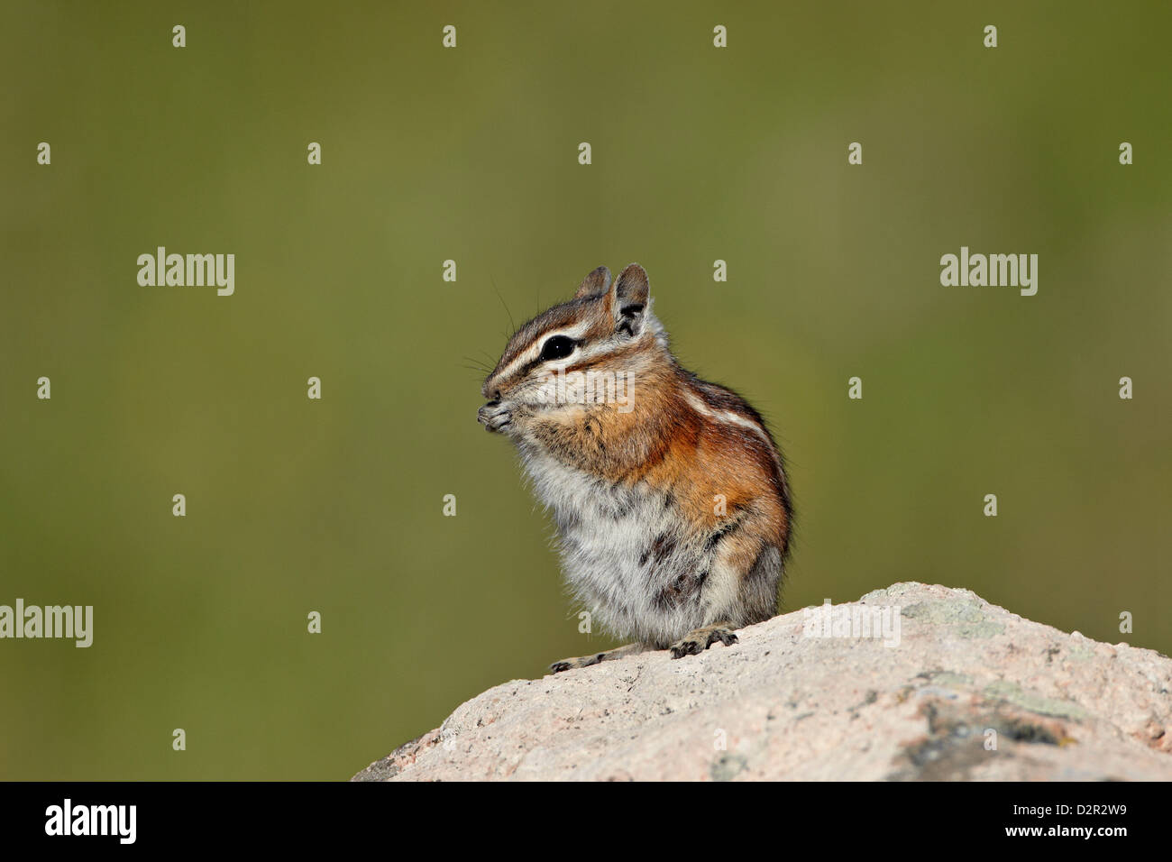 Colorado chipmunk (Eutamias quadrivittatus) eating, San Juan National ...