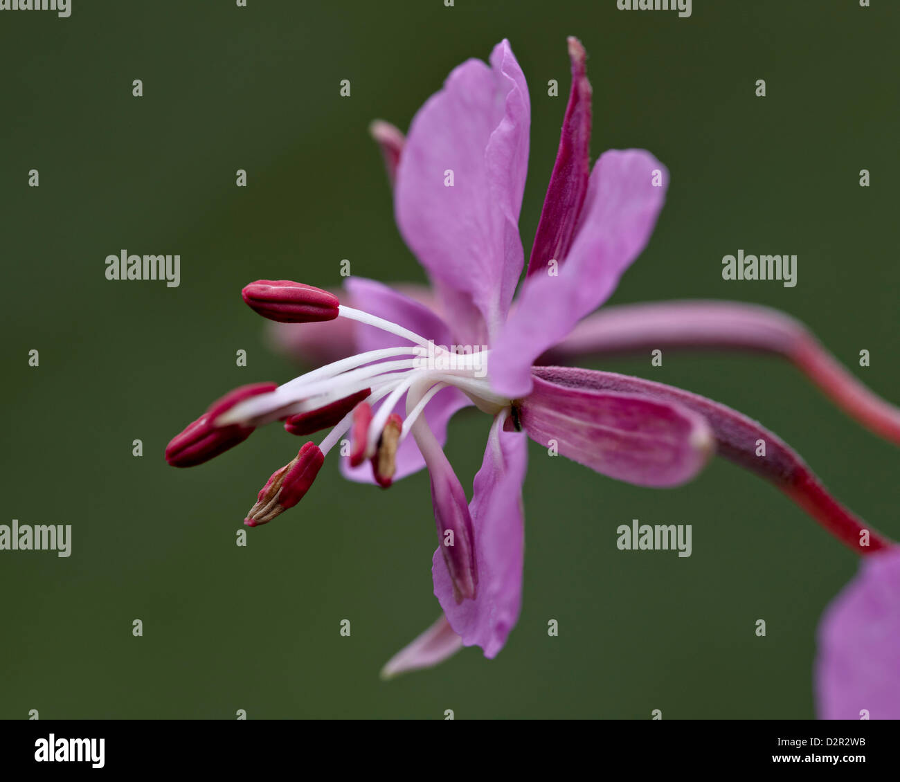 Fireweed (Chamerion angustifolium), San Juan National Forest, Colorado ...