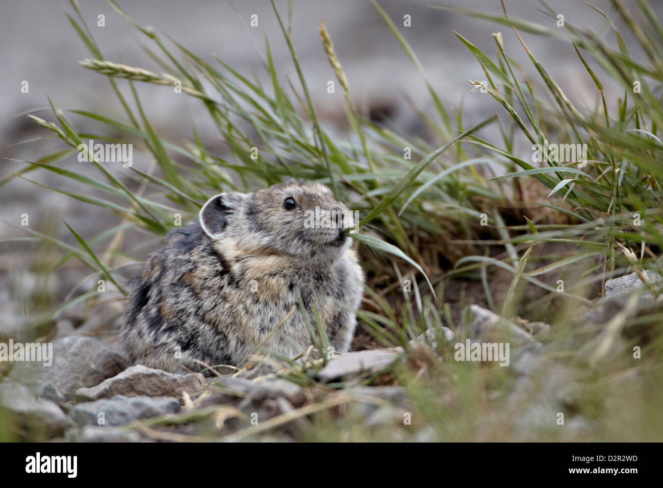 American pika (Ochotona princeps) eating grass, San Juan National ...