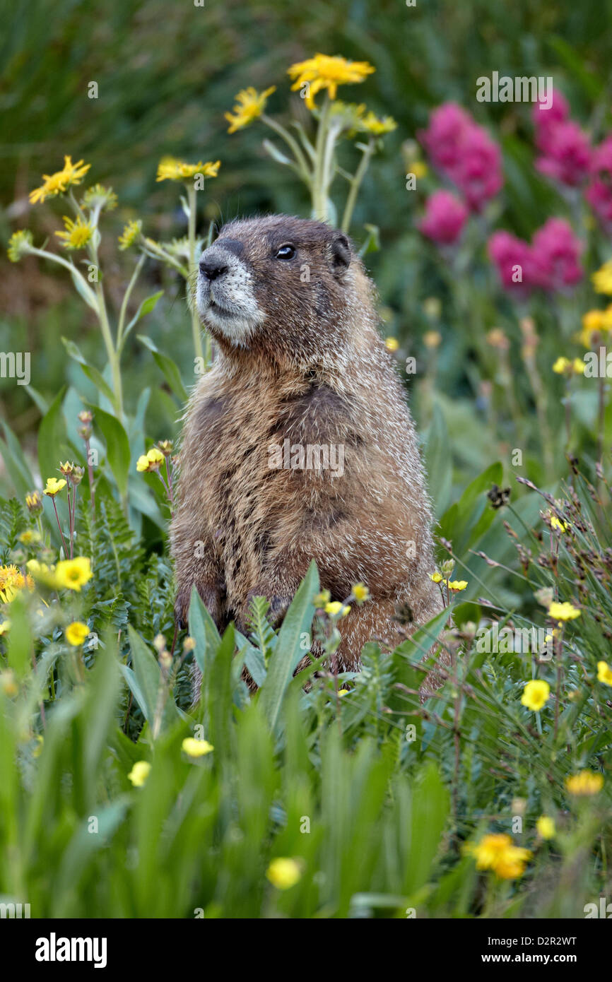 Yellow-bellied marmot (yellowbelly marmot) (Marmota flaviventris) among ...