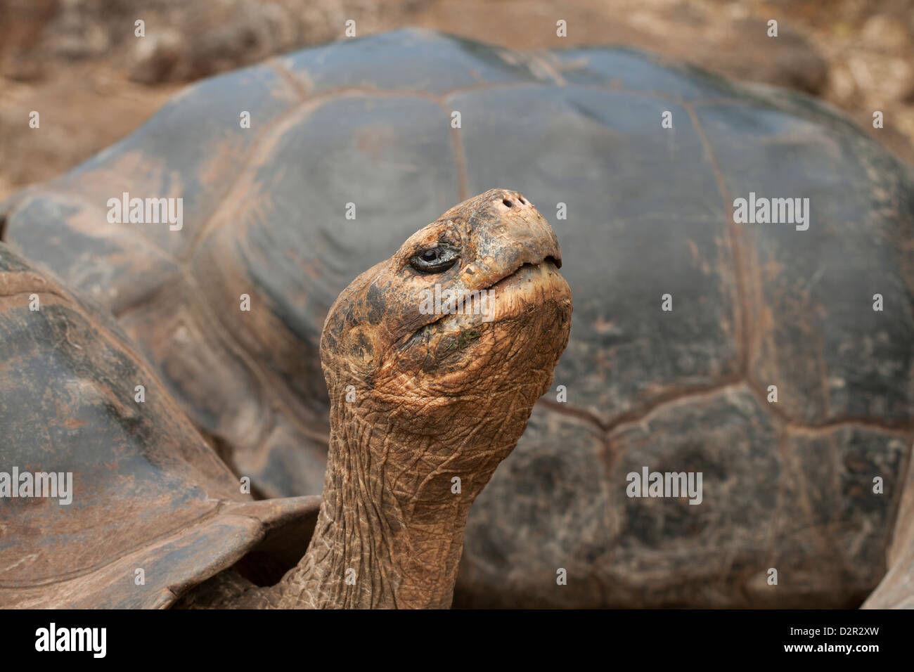 Head of Galapagos giant tortoise Stock Photo - Alamy