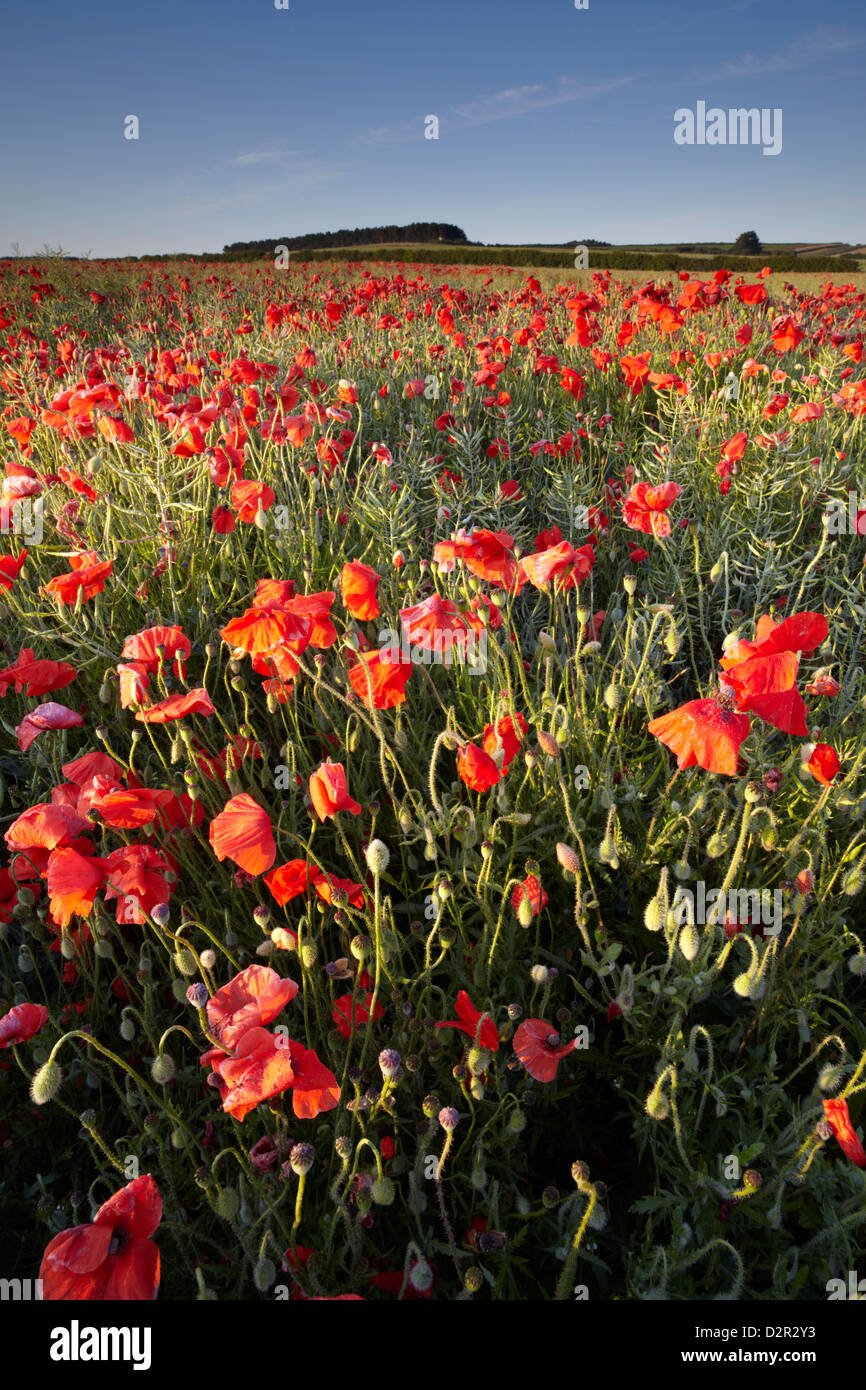 Burnham à norfolk hi-res stock photography and images - Alamy