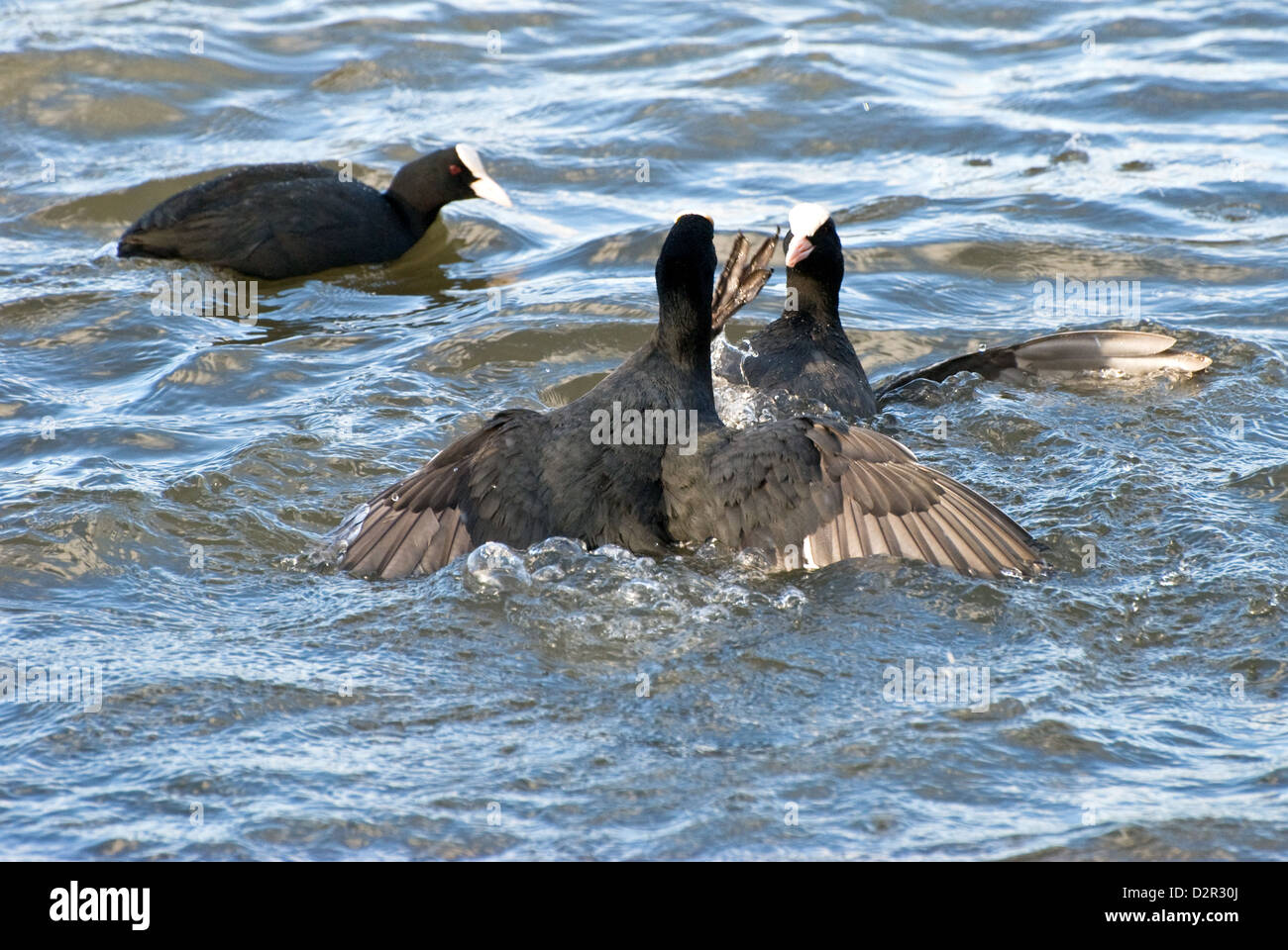 Coot territorial fight hi-res stock photography and images - Alamy