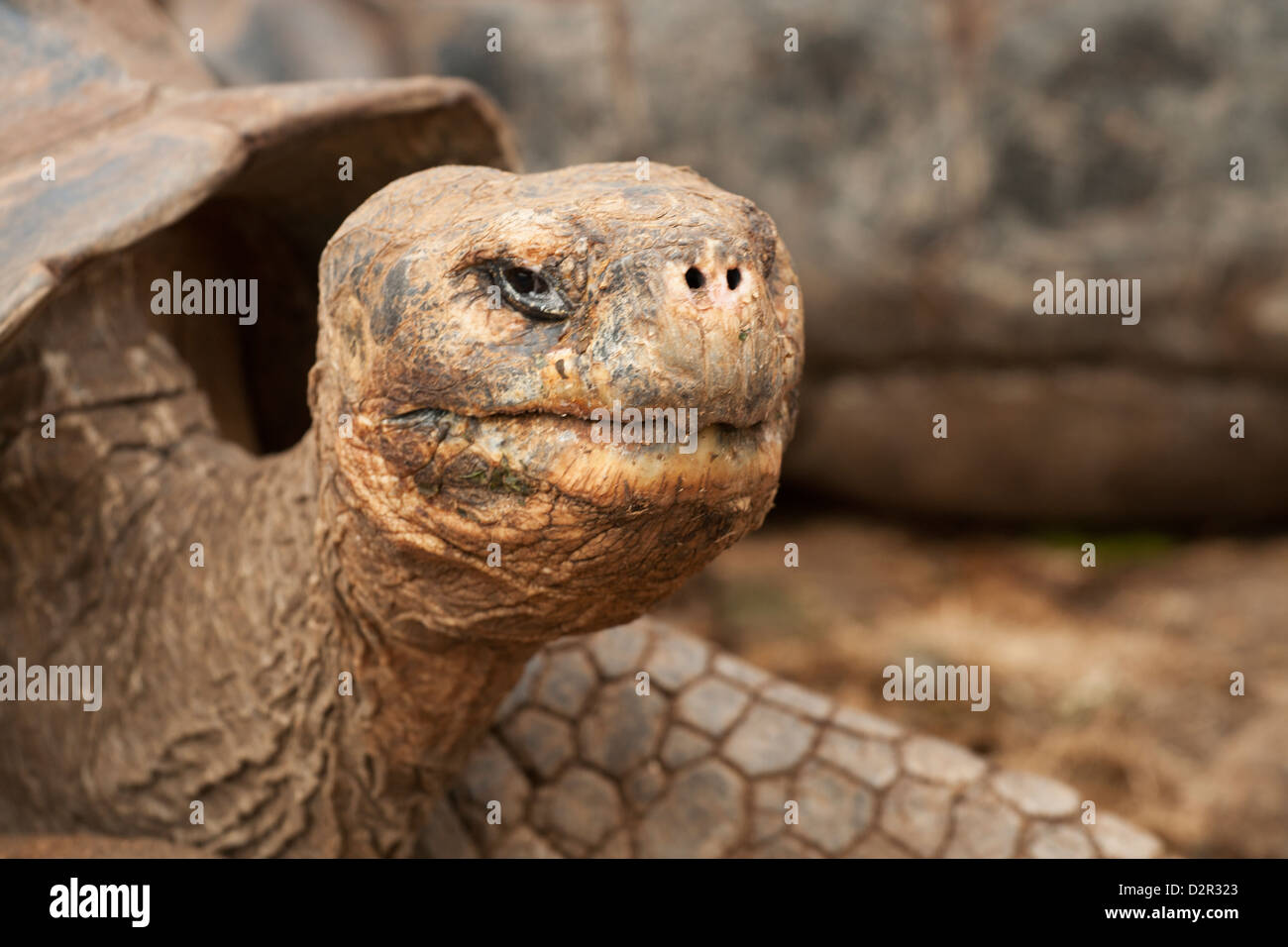 Head of Galapagos giant tortoise Stock Photo - Alamy