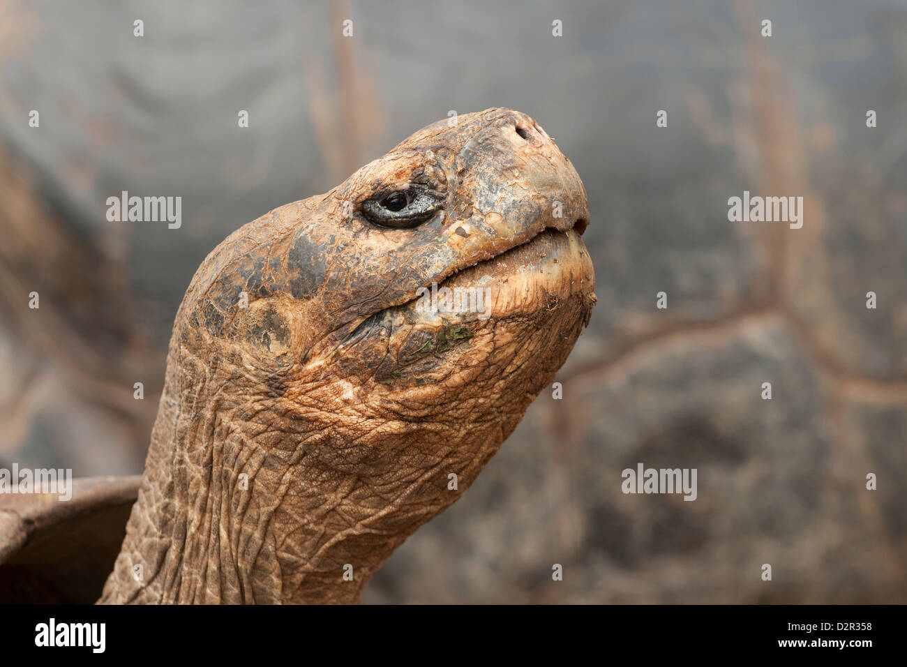 Head of Galapagos giant tortoise Stock Photo - Alamy