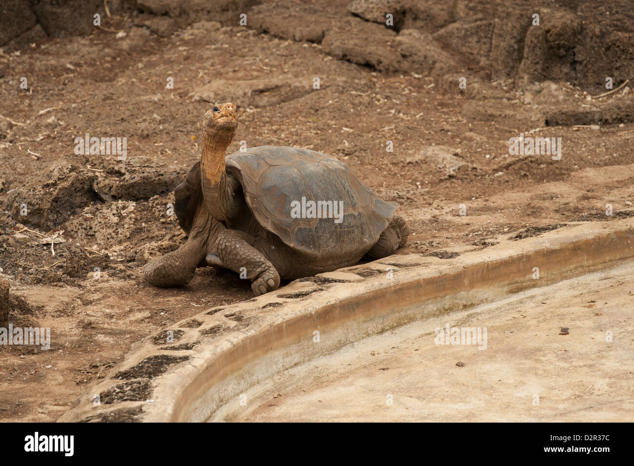 George the tortoise hi-res stock photography and images - Alamy