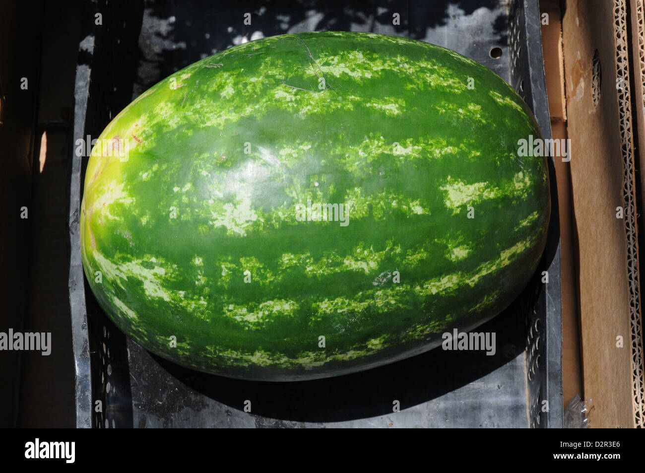 Fresh melon on display Stock Photo - Alamy