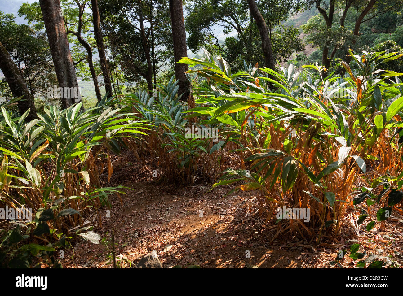 Cardamom plantation in the mountains of Munnar, Kerala, India, Asia ...