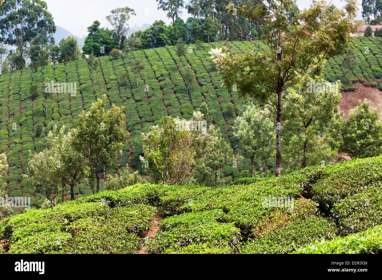 Tea plantation in munnar kerala hi-res stock photography and images - Alamy