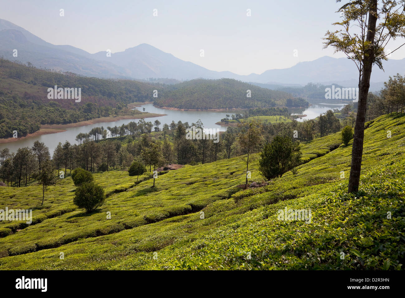 Tea plantation near the Mattupetty Reservoir, Kerala, India, Asia Stock ...