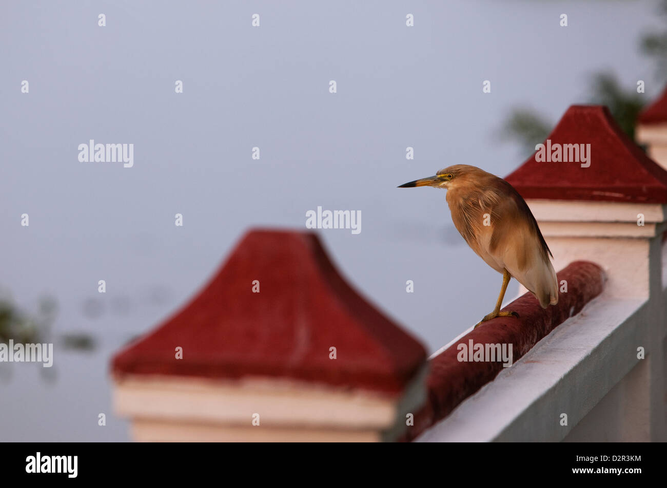 Heron of india hi-res stock photography and images - Alamy