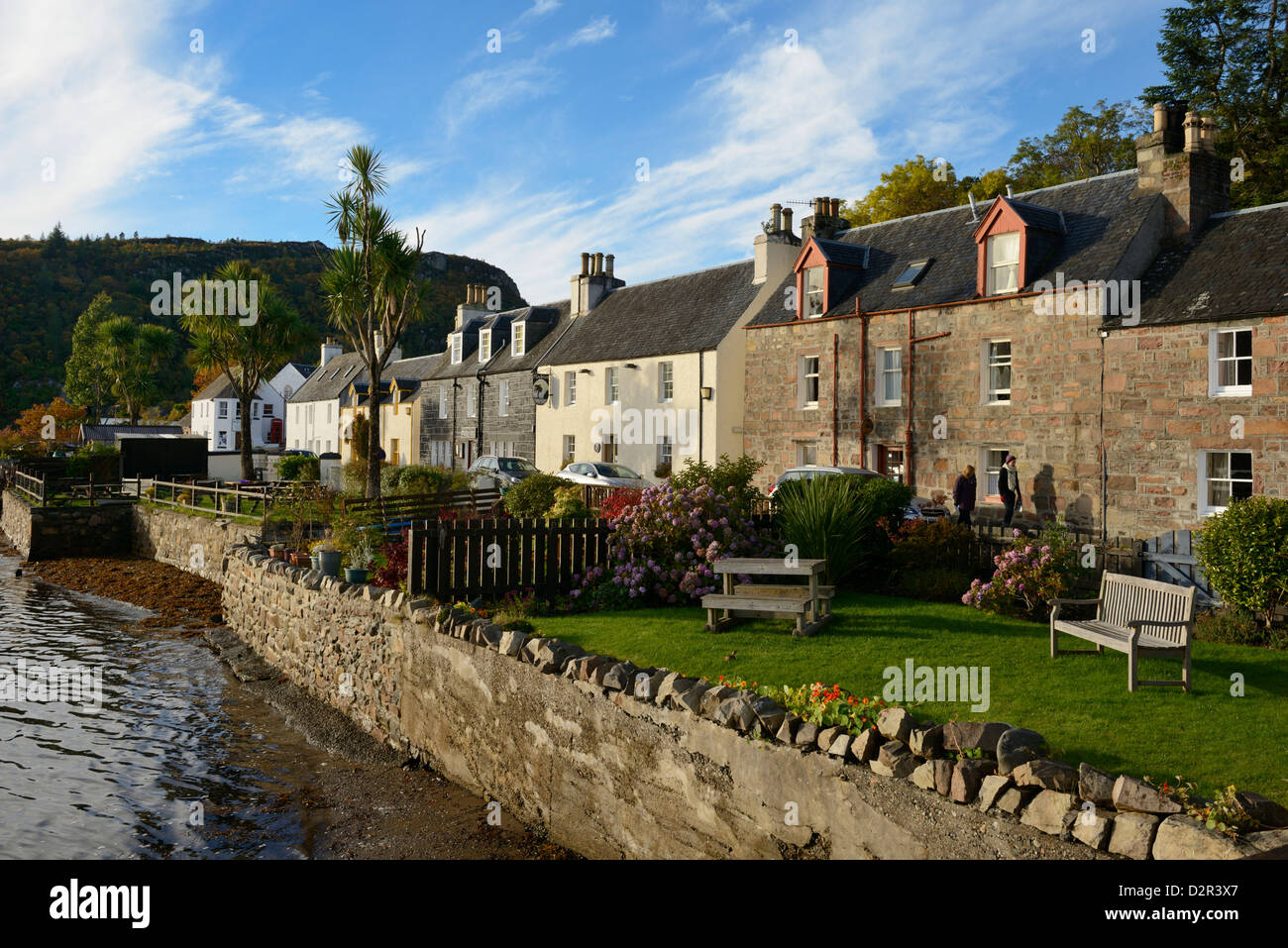 Palm type trees at Plockton village, Highlands, Scotland, United ...