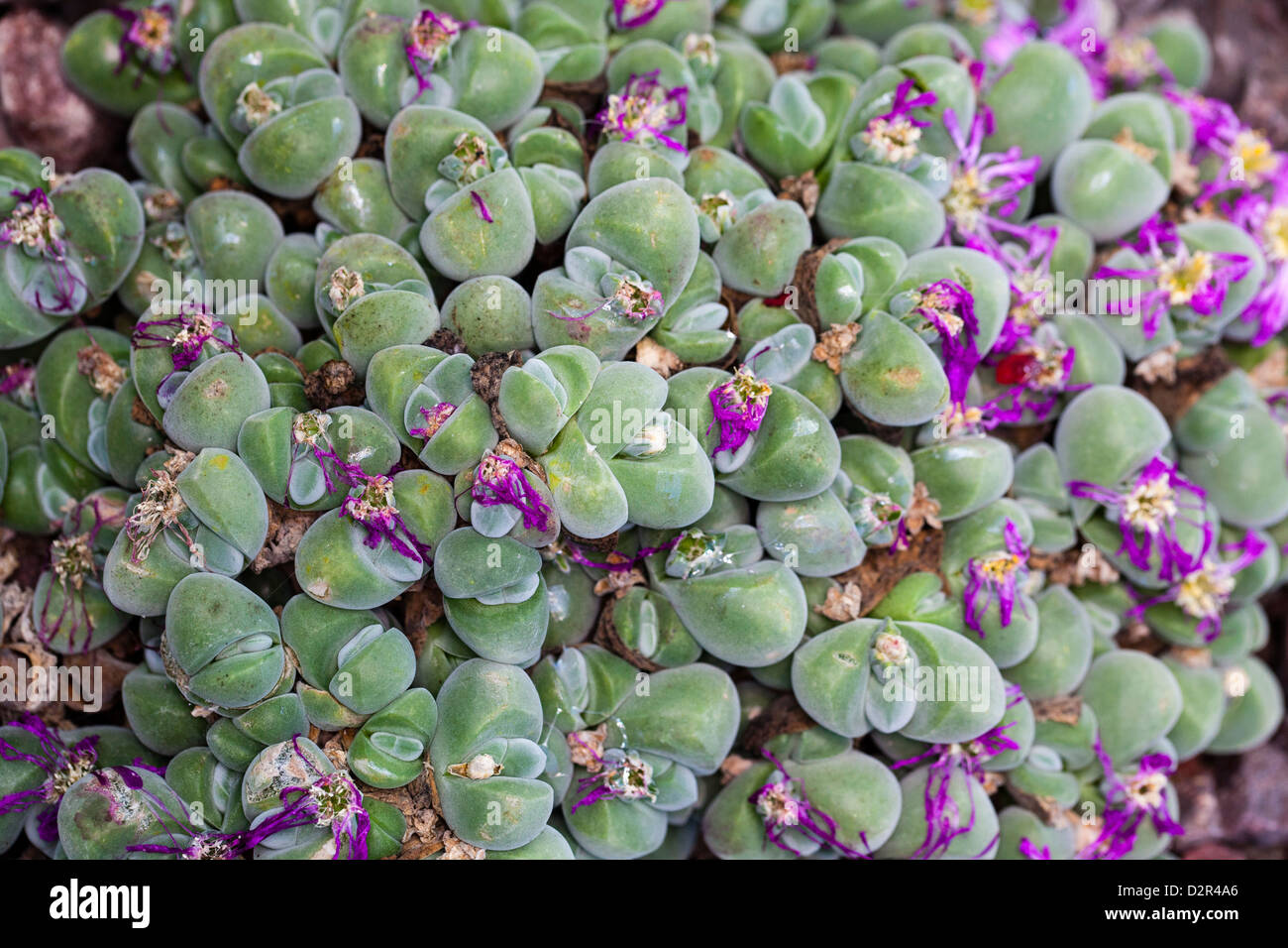 Mimicry Plant, Rödbrunt klotblad (Gibbaeum dispar Stock Photo - Alamy