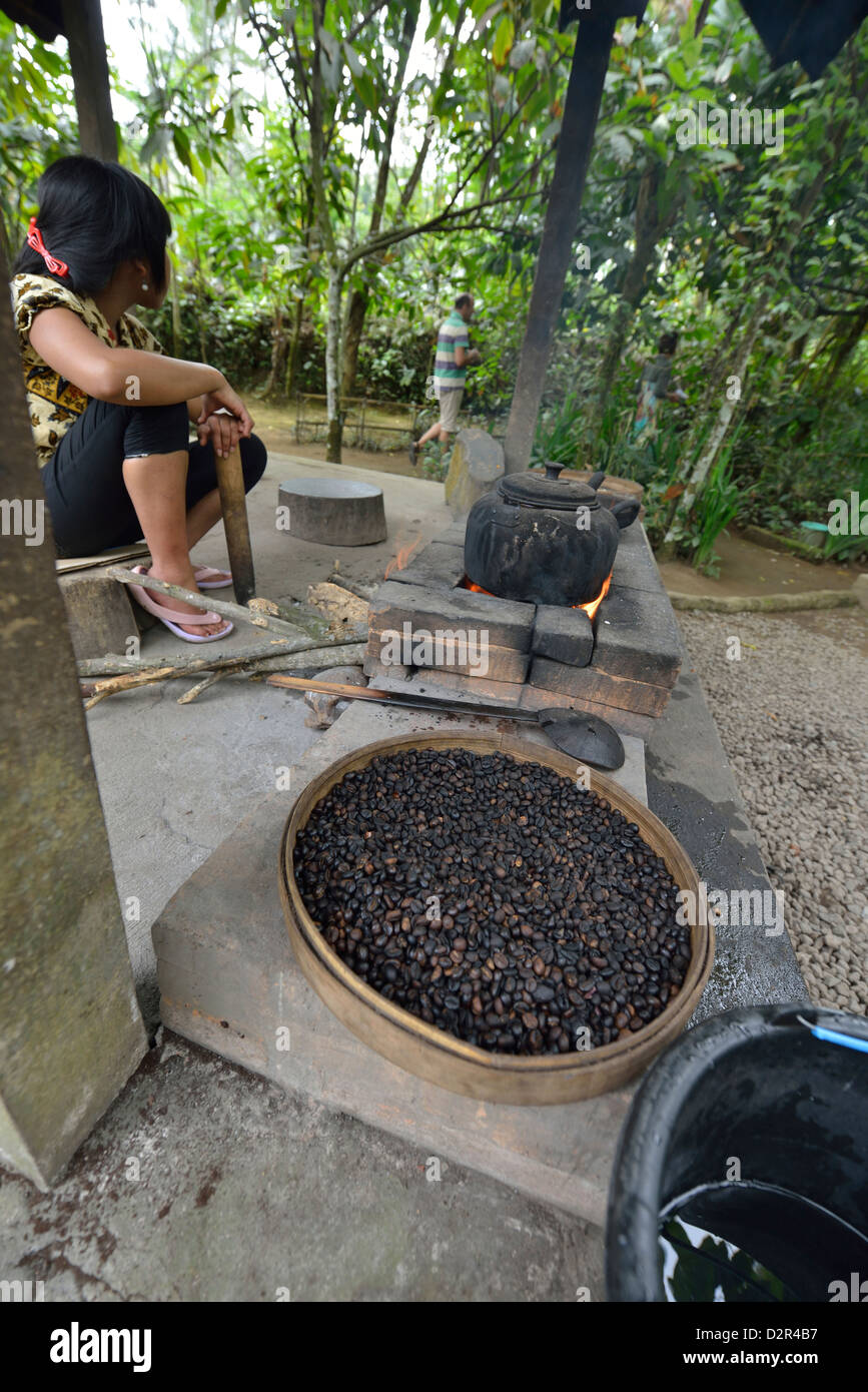 Roasting coffee the "old way" in one of the plantation in Central Bali ...