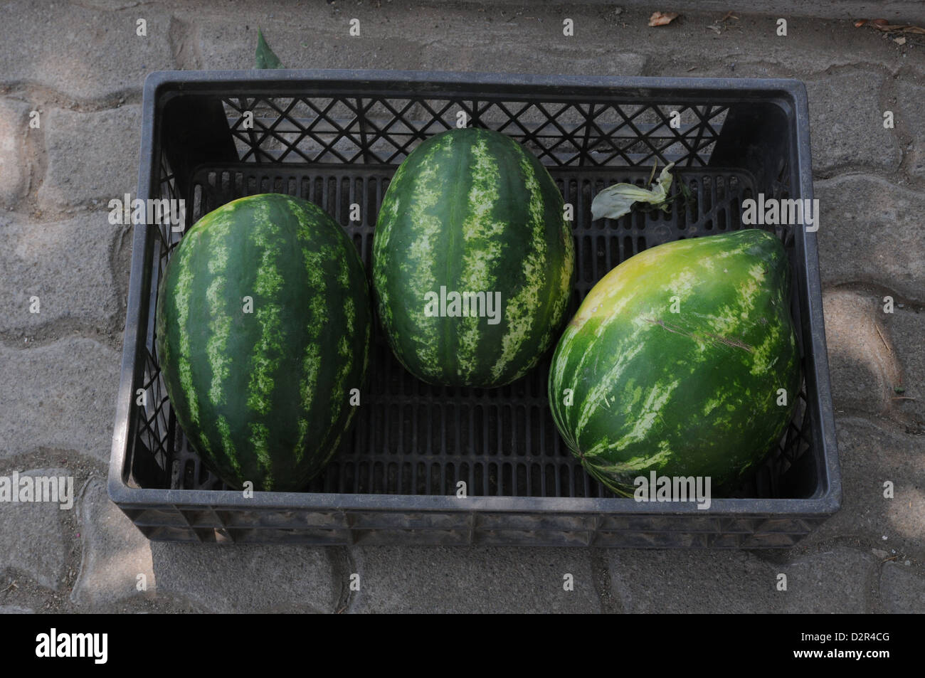 Three melons in plastic basket Stock Photo - Alamy