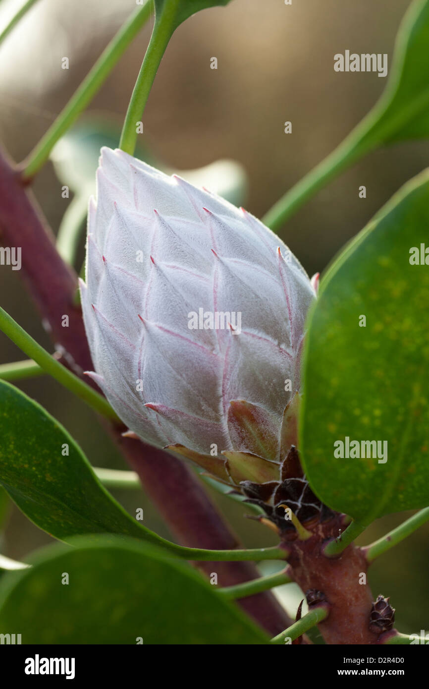 Protea family hi-res stock photography and images - Alamy