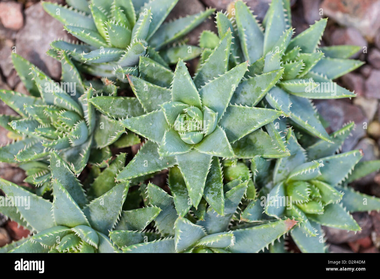 Short-leaved Aloe, Kortbladig aloe (Aloë brevifolia Stock Photo - Alamy