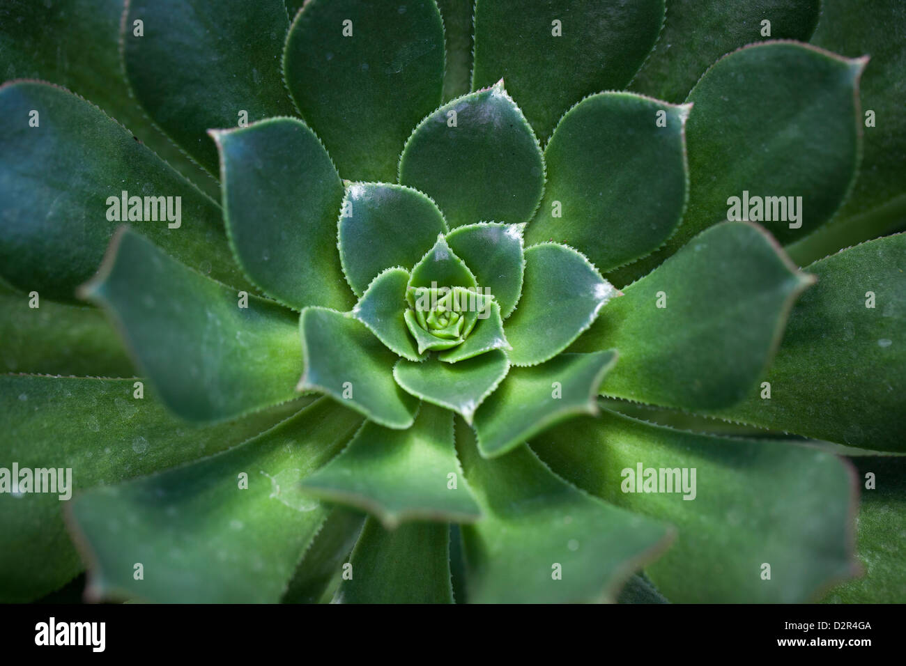 Aldasorea percarnea, Sempervivum percarneum (Aeonium percarneum Stock ...