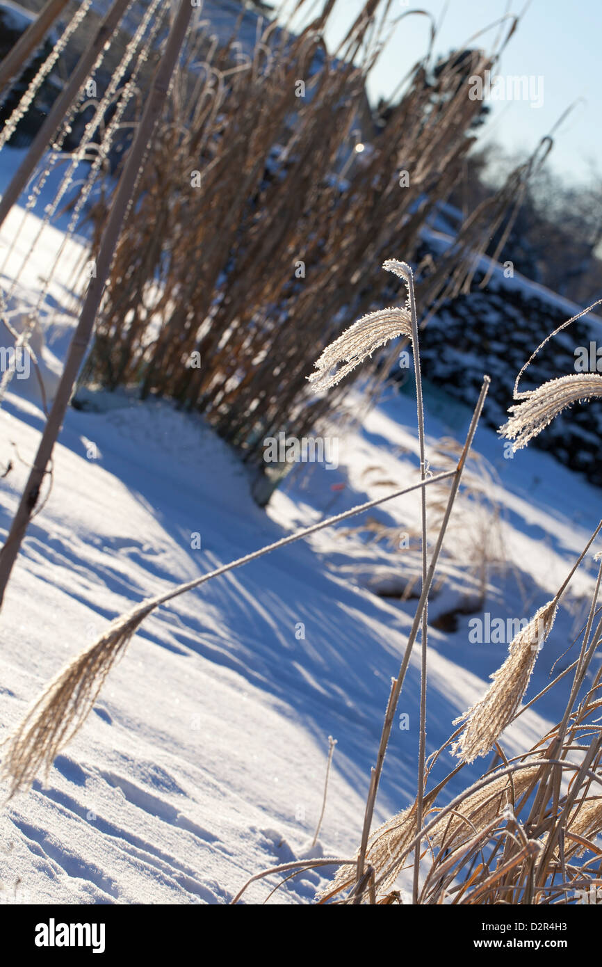 Bergianska Trädgården, Bergius Botanic Garden, Frescati, Brunnsviken ...