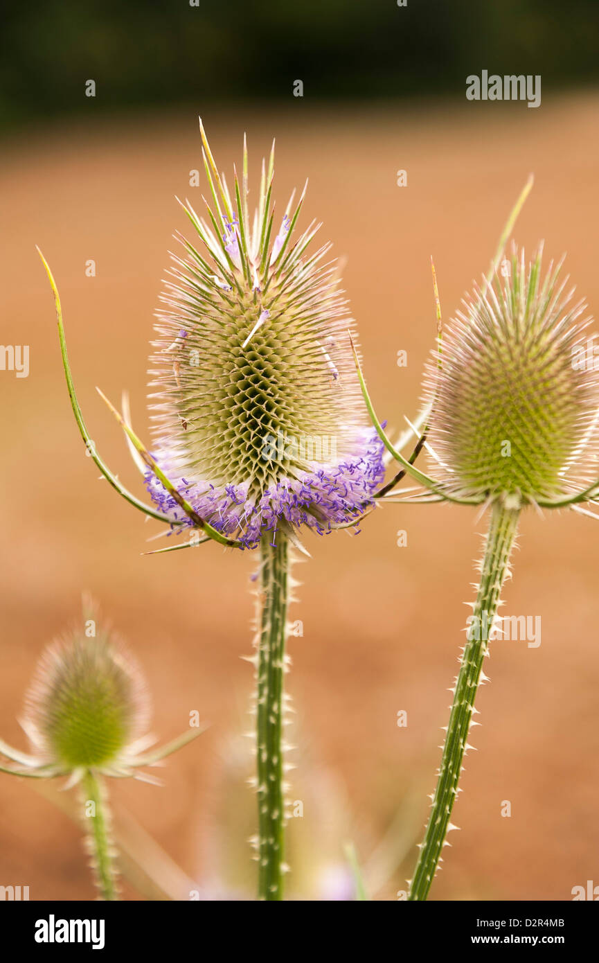 Teasels hi-res stock photography and images - Alamy