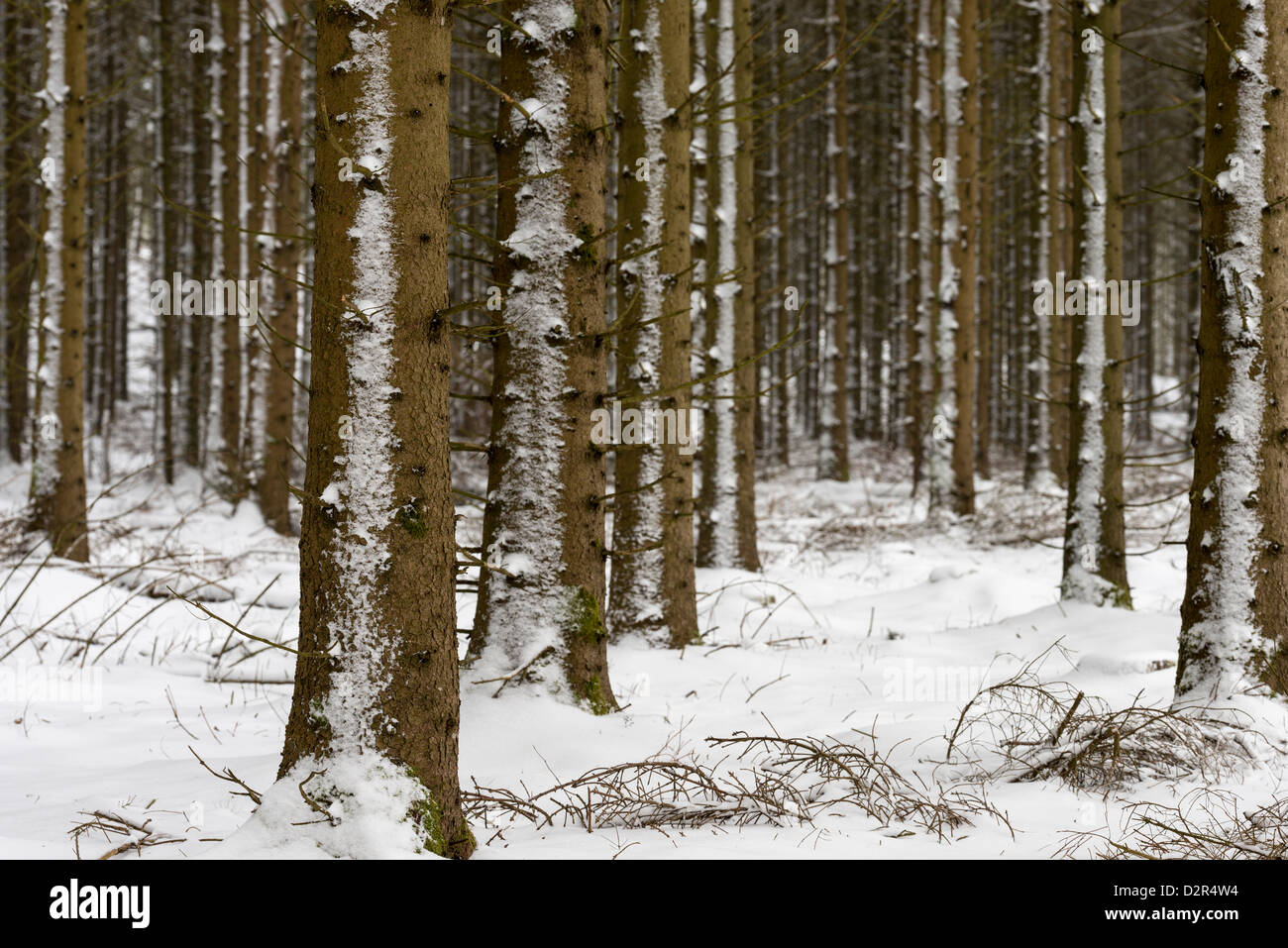 Trees with snow on trunks Stock Photo - Alamy