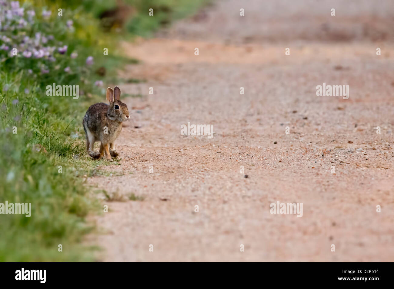 Snow rabbit running hi-res stock photography and images - Alamy