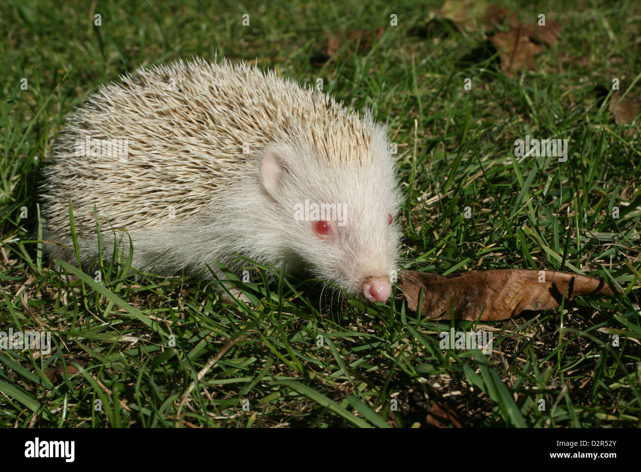 Igelpflege hi-res stock photography and images - Alamy
