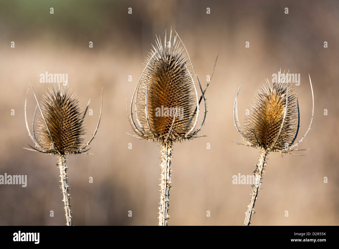 Teasel hi-res stock photography and images - Alamy