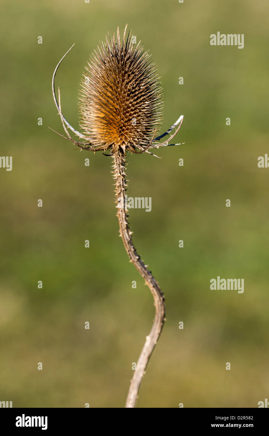 Teasel hi-res stock photography and images - Alamy