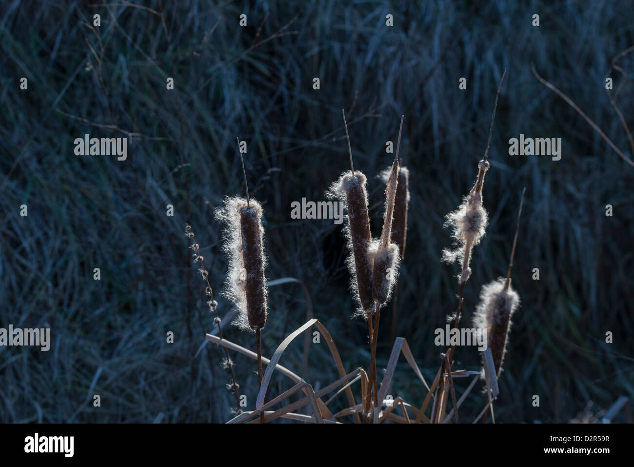 Typha angustifolia hi-res stock photography and images - Alamy