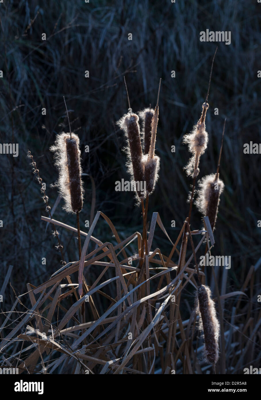 Lesser bulrush typha angustifolia hi-res stock photography and images ...