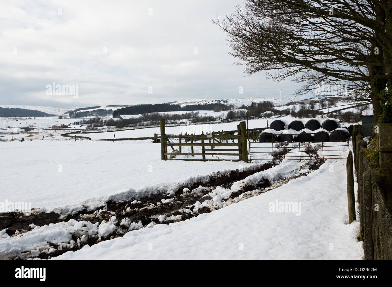 Winter feed in winter snow Stock Photo - Alamy