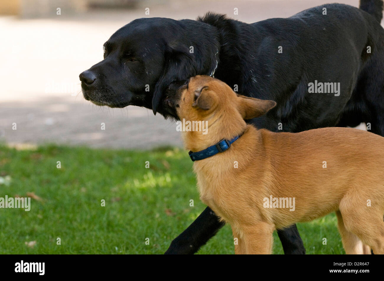 Labrador malinois hi-res stock photography and images - Alamy