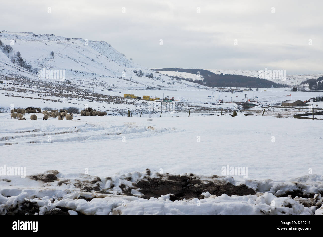 Sheep in snow field in hi-res stock photography and images - Alamy