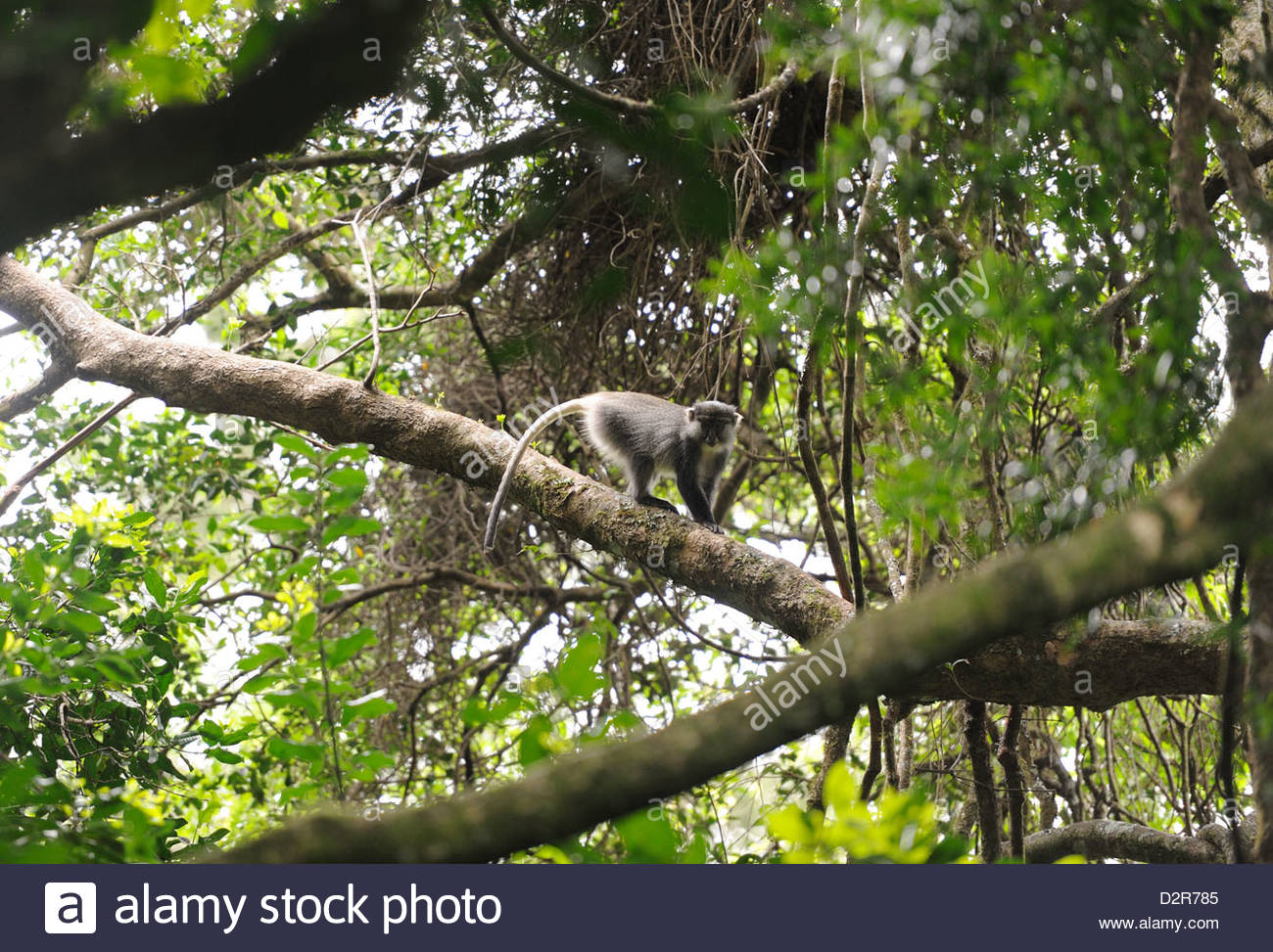 Samango Monkey Stock Photos & Samango Monkey Stock Images - Alamy