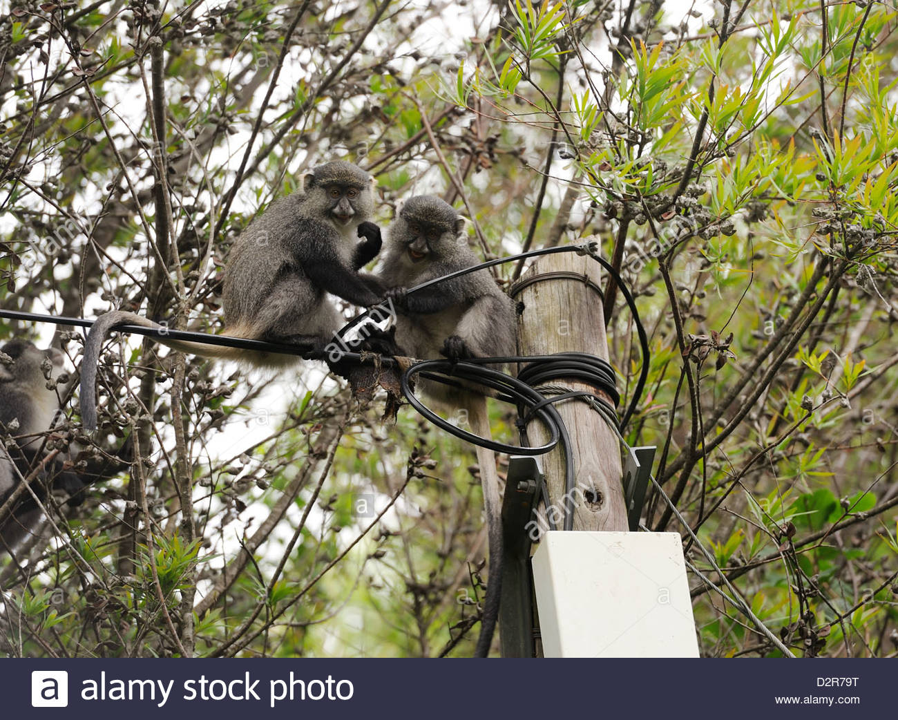 Samango Monkey Stock Photos & Samango Monkey Stock Images - Alamy