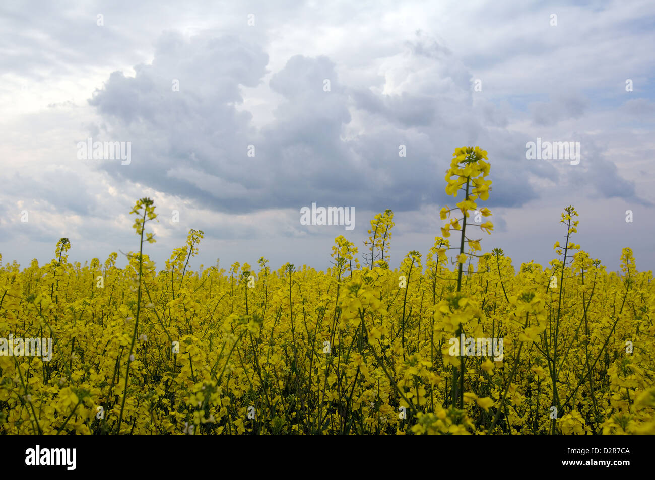 Field of rapeseeds (Brassica napus), Ukraine, Eastern Europe Stock ...
