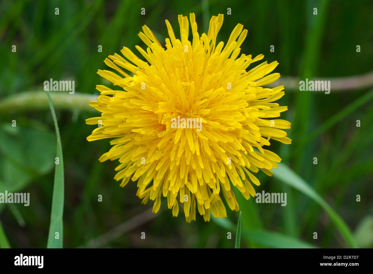 Dandelion flower head (Taraxacum sp.), Ukraine, Eastern Europe Stock ...