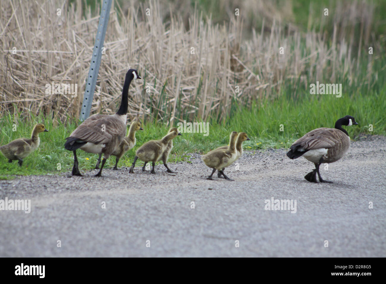 Native geese hi-res stock photography and images - Alamy
