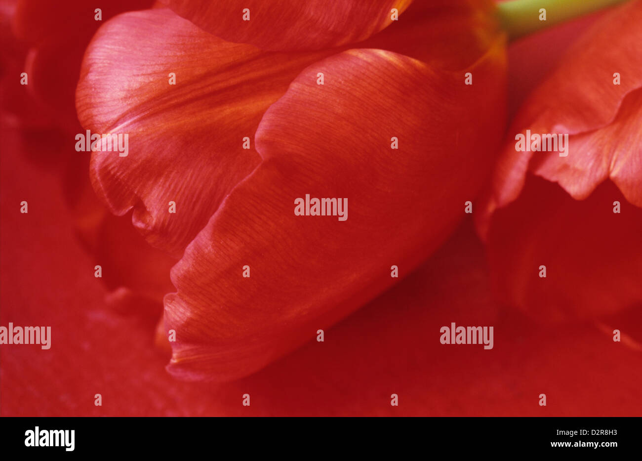 Tulipa 'London', Tulip, Red, Red Stock Photo - Alamy