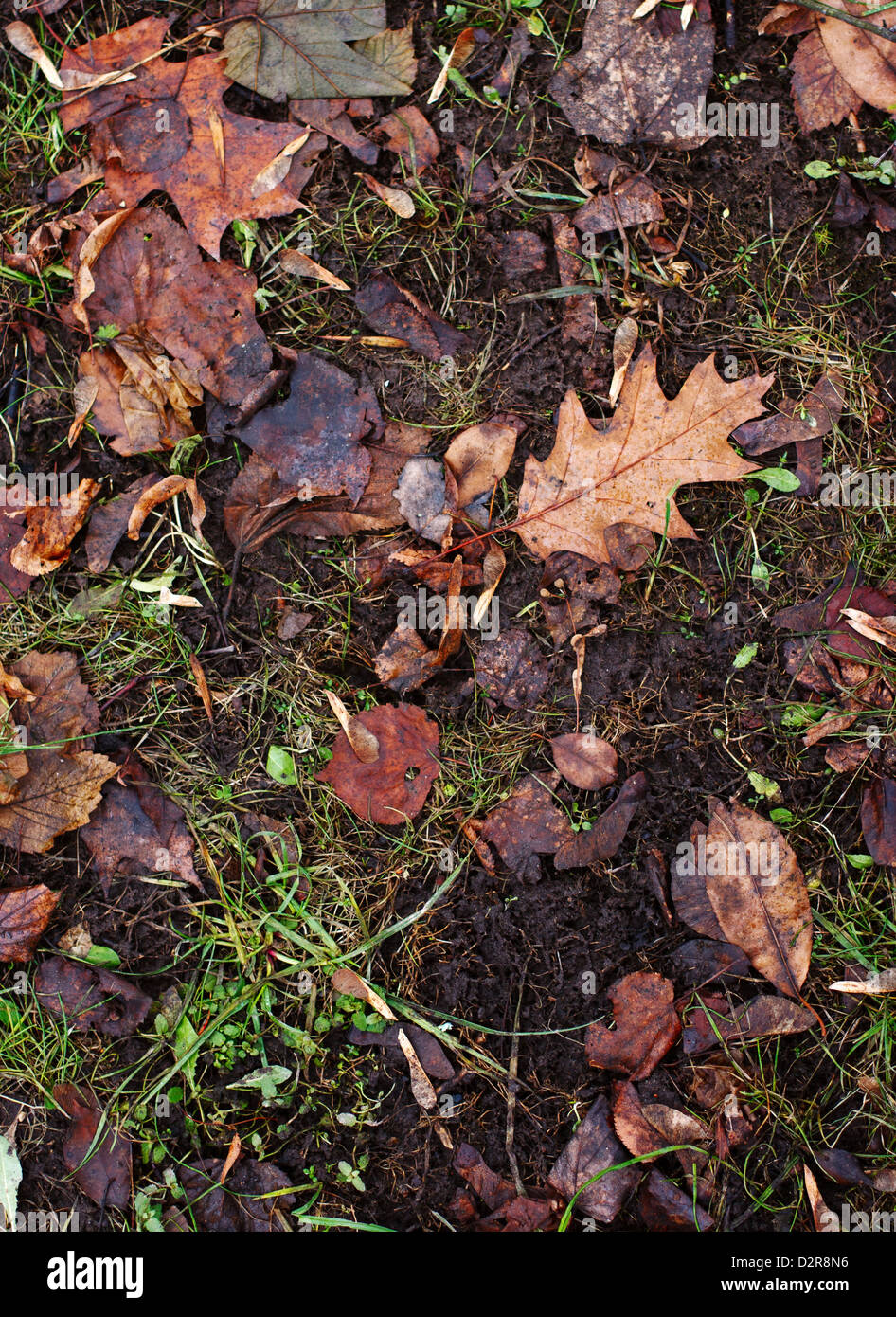 Dead leaves on ground hi-res stock photography and images - Alamy