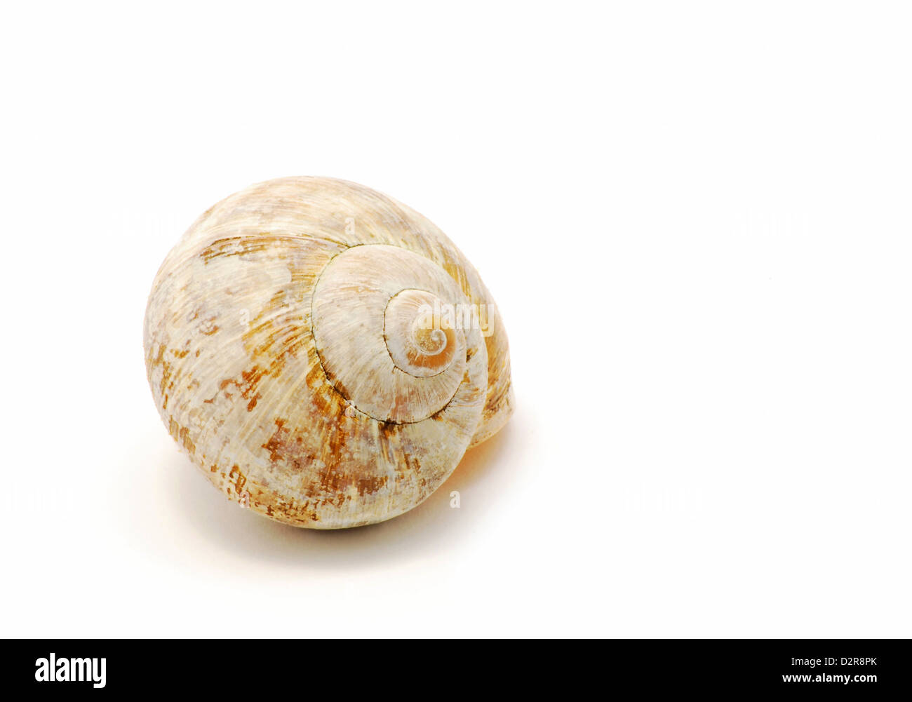 Small shell isolated on white background Stock Photo - Alamy