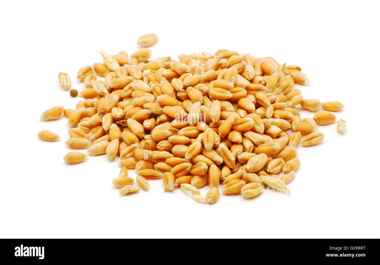 Wheat isolated on white background Stock Photo - Alamy
