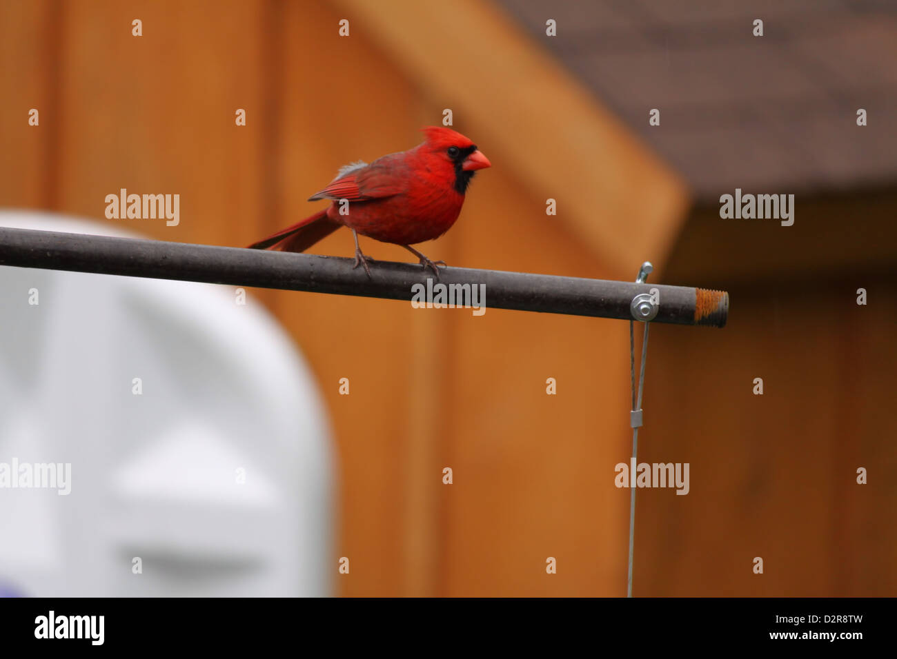 Male cardinal on a strut of a bird feeder Stock Photo - Alamy