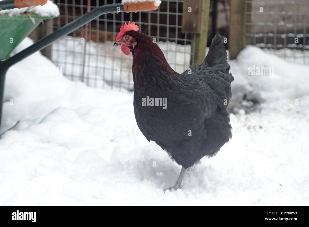 Black rock chicken hi-res stock photography and images - Alamy