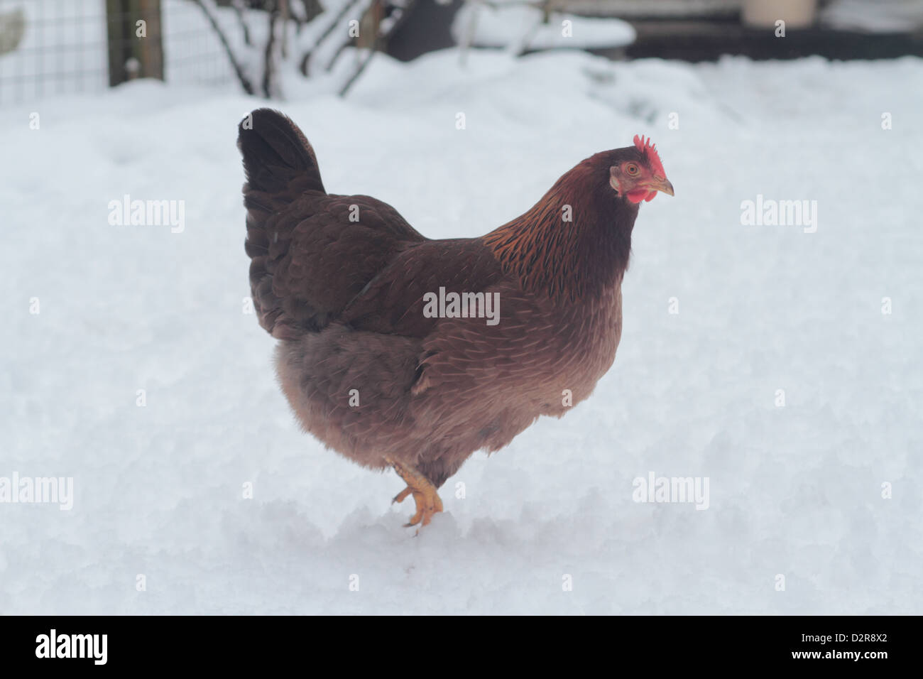 Welsummer pure breed chicken walking on snow in backgarden. UK Stock ...
