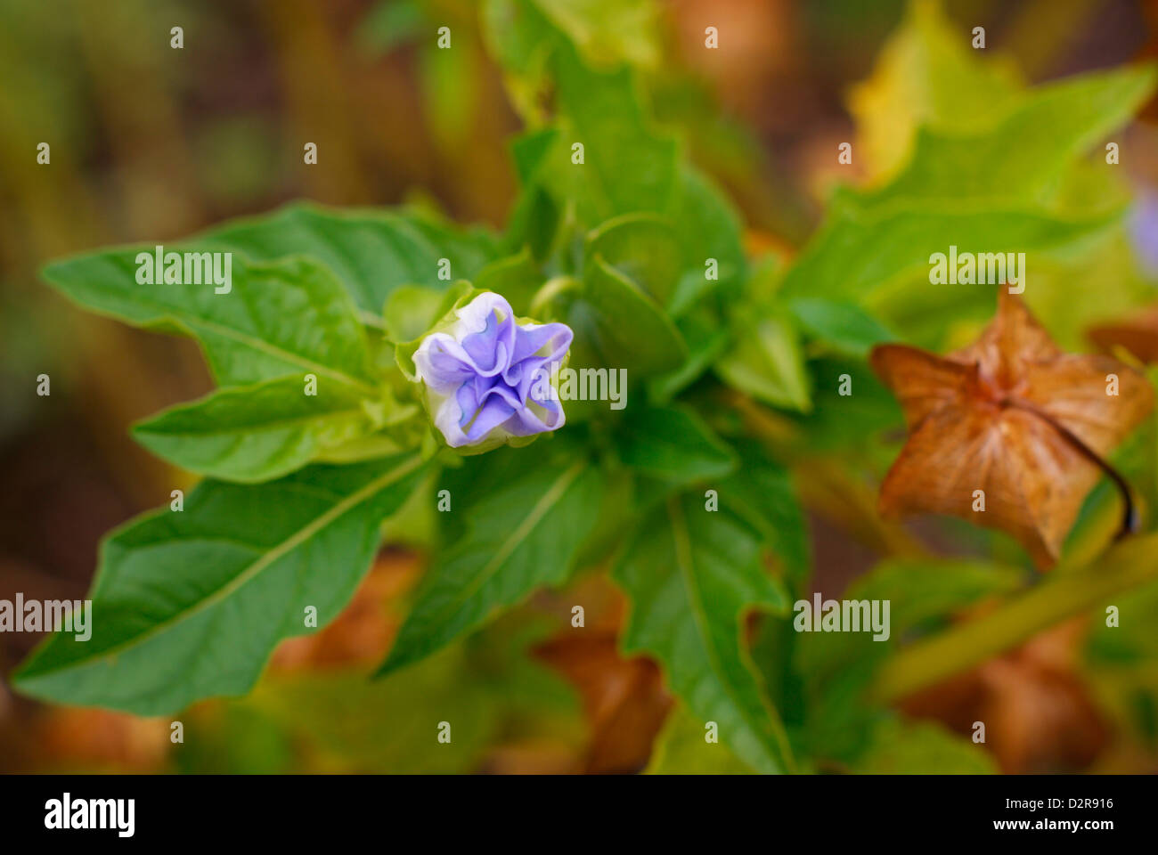 Nicandra Physalodes - Shoo Fly Plant Flower also known as the Apple-of ...