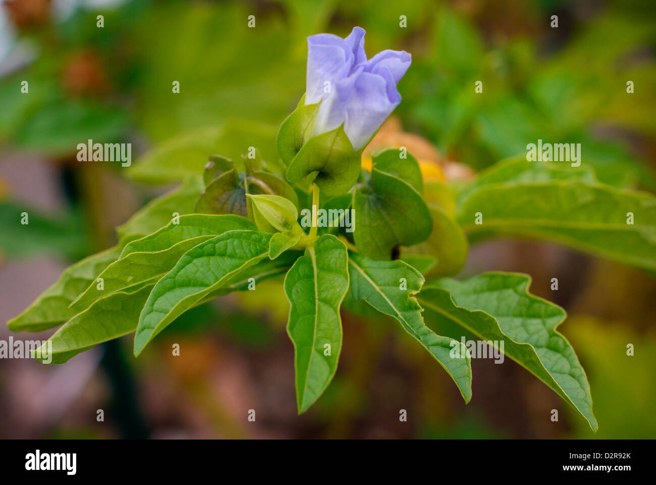 Nicandra Physalodes (Solanaceae) - Shoo Fly Plant Flower also known as ...