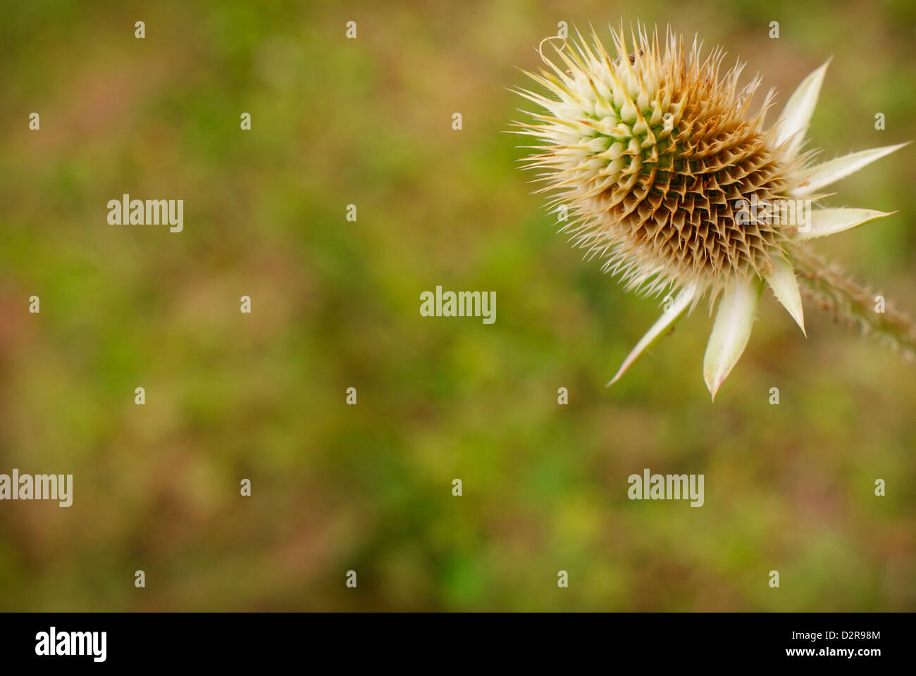 Dispsacus Fullonum - Spikey flower head of the Common Teasel, (Early ...