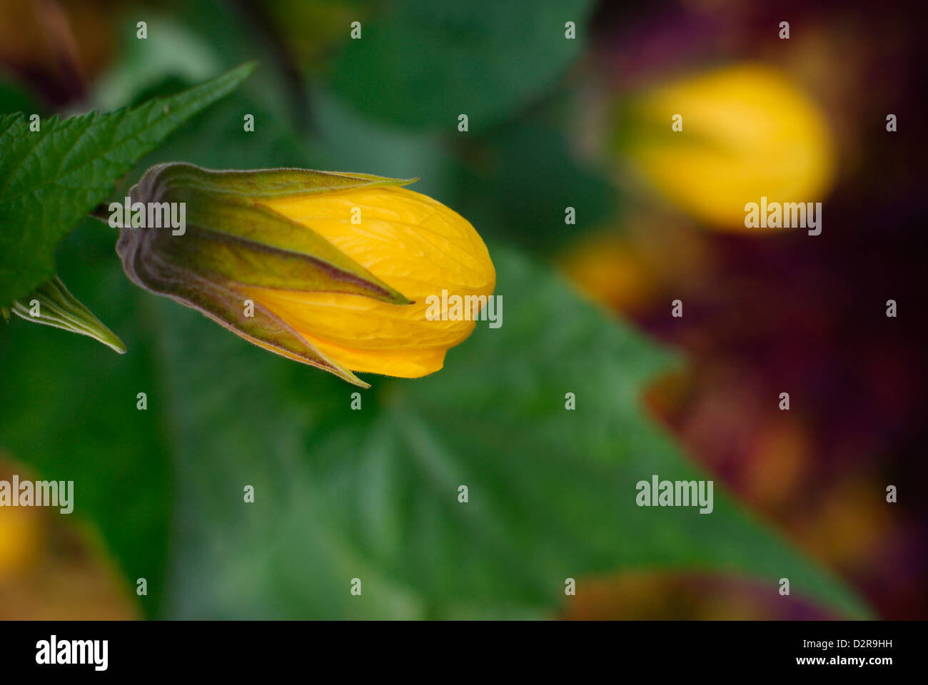 Flowering maple abutilon hi-res stock photography and images - Alamy